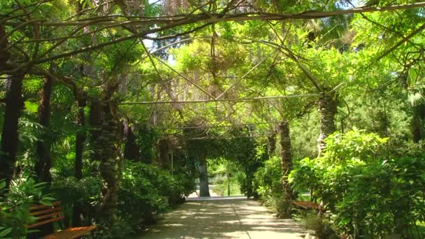 212 Tipuri de arbori Videos, Royalty-free Stock Tipuri de arbori ...