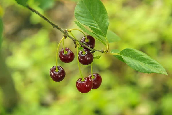 Sour cherries — Stock Photo © fotokostic #11392389