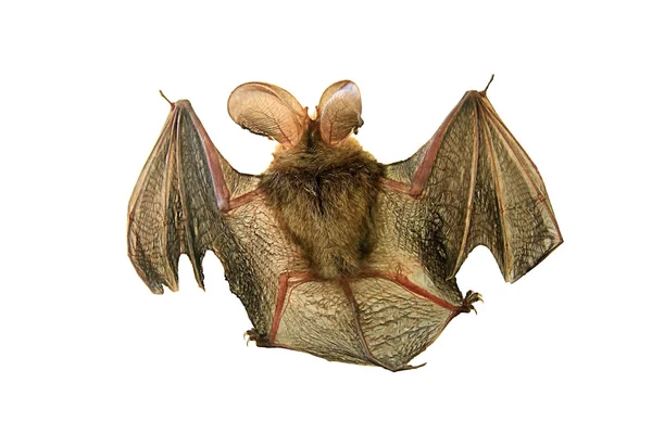 Real Bat Wings Close Up