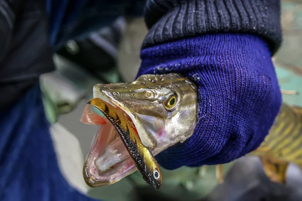 2,103 Northern pike fish Stock Photos, Images | Download Northern pike ...