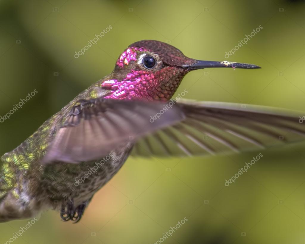 Colibrí en vuelo: fotografía de stock © Backyard-Photography #74579465 ...