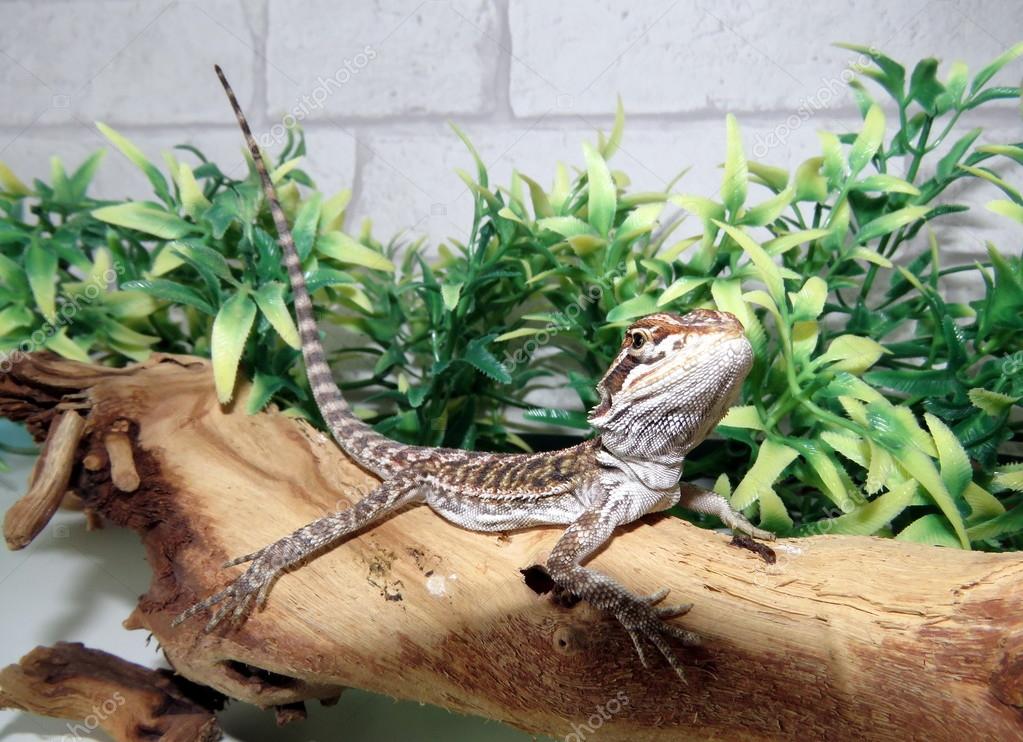 Fancy Bearded Dragon Baby