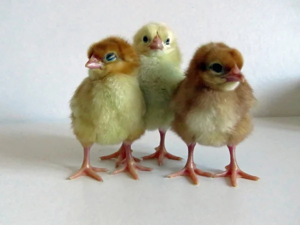 Patitos dibujos animados Stock Photos, Royalty Free Patitos dibujos animados Images | Depositphotos