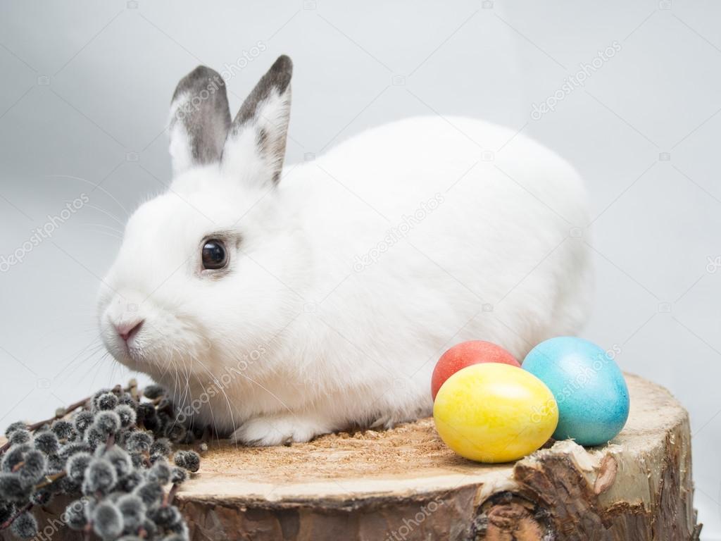 White rabbit, easter eggs and willow on a wooden background — Stock ...