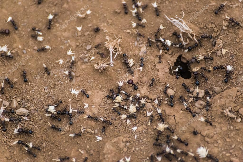 Hormigas dorylus (también conocidas como hormigas conductor o hormigas ...