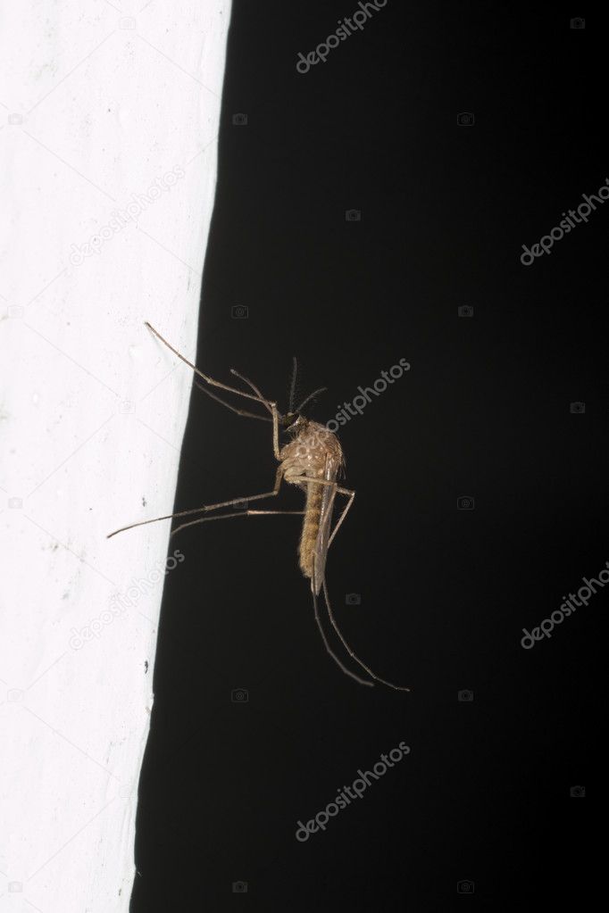 Mosquito de casa común (Culex pipiens ) — Foto de stock #85659898 ...