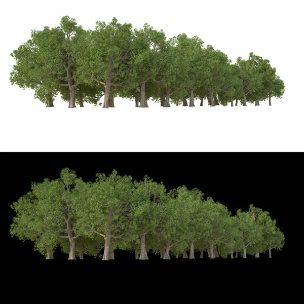 Big tree map Stock Photos, Royalty Free Big tree map Images | Depositphotos