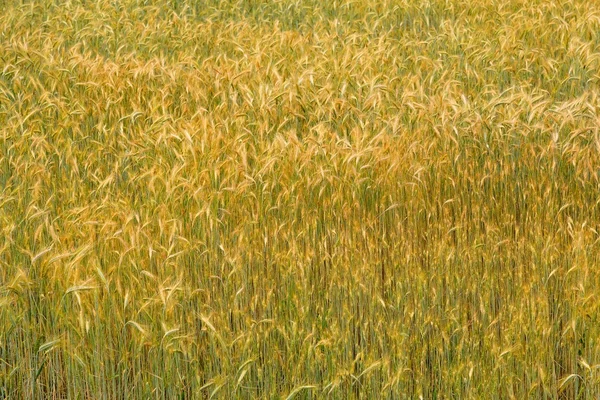 Rye field - Stock Image - Everypixel