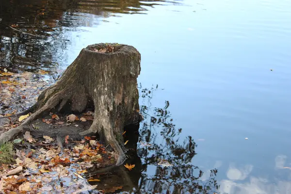 Tree stump in water Stock Photos, Royalty Free Tree stump in water ...