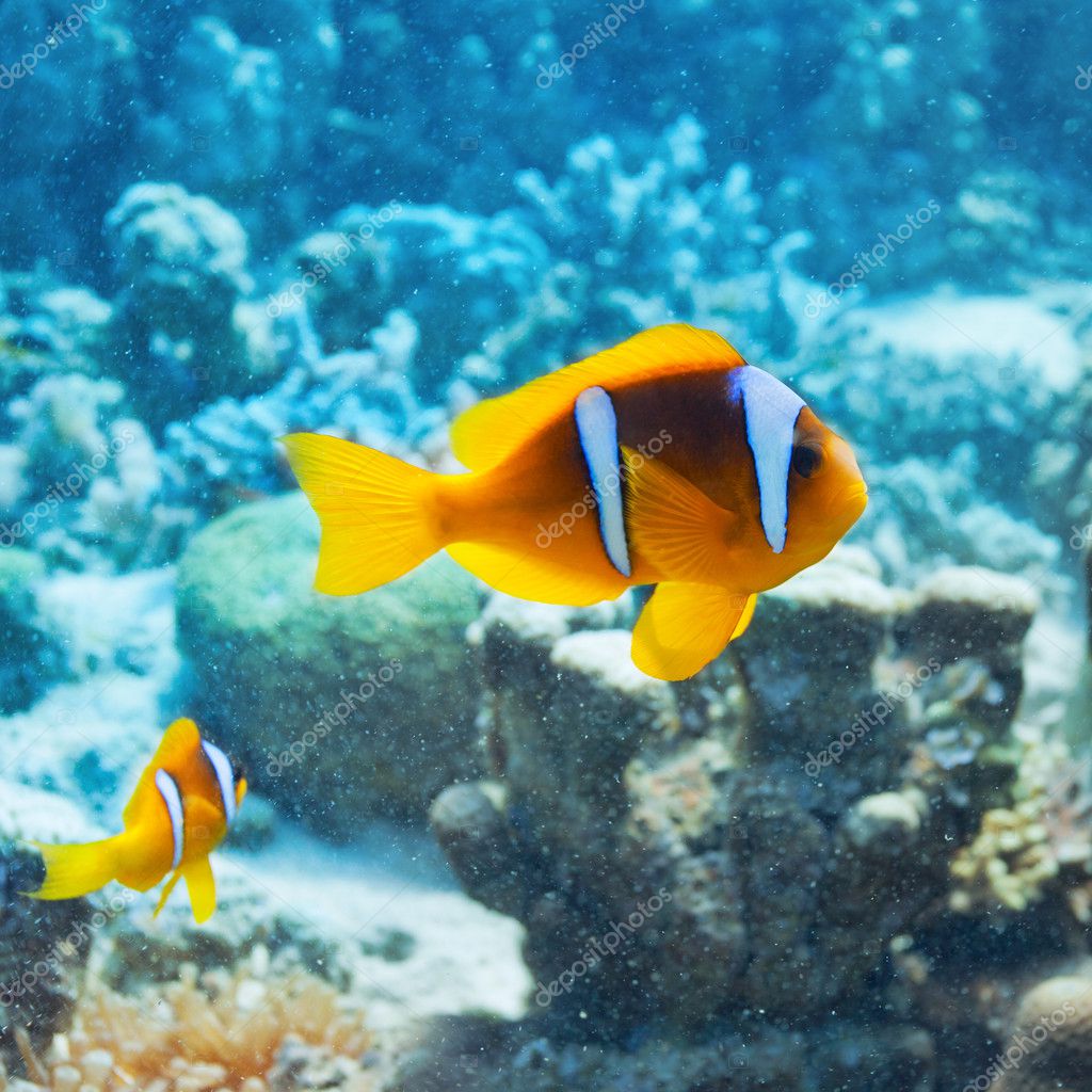 Pair of clownfish swim in the Red Sea coral Stock Photo by ©zavgsg 72077465