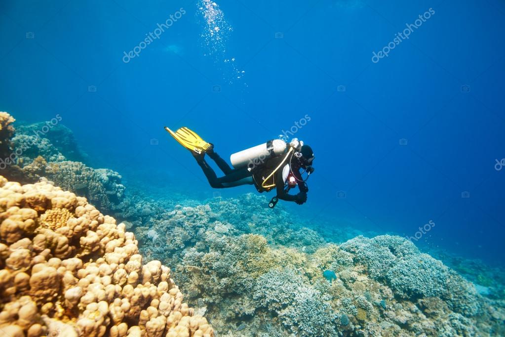 Scuba diver swimming under water and examines the seabed Stock Photo by ...