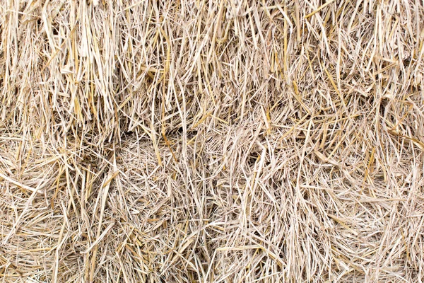 Texture de chaume images libres de droit, photos de Texture de chaume ...