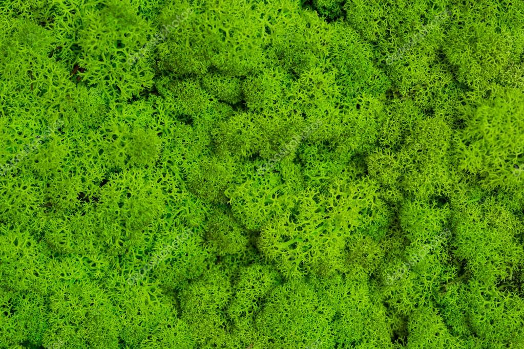 Mossy Texture