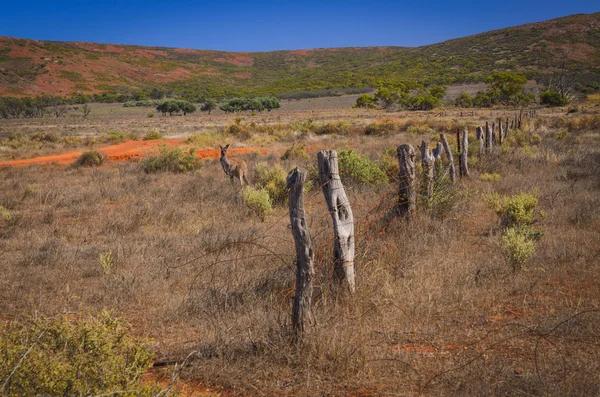Australian aboriginal border Stock Photos, Royalty Free Australian ...
