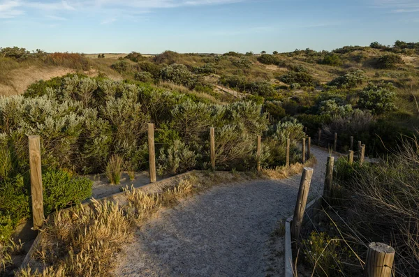 Dune succession trail Stock Photos, Royalty Free Dune succession trail ...
