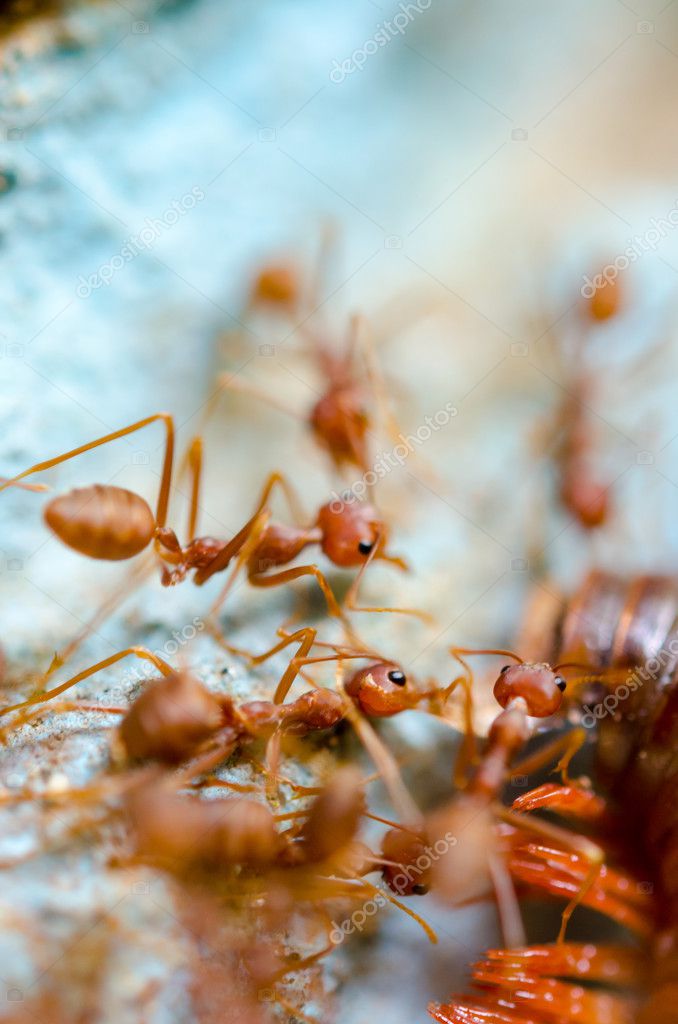 Red ants eat extraction — Stock Photo © techiya #105364146