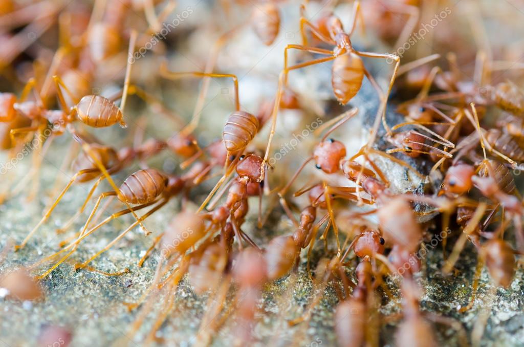 Group of red ants — Stock Photo © techiya #105364172