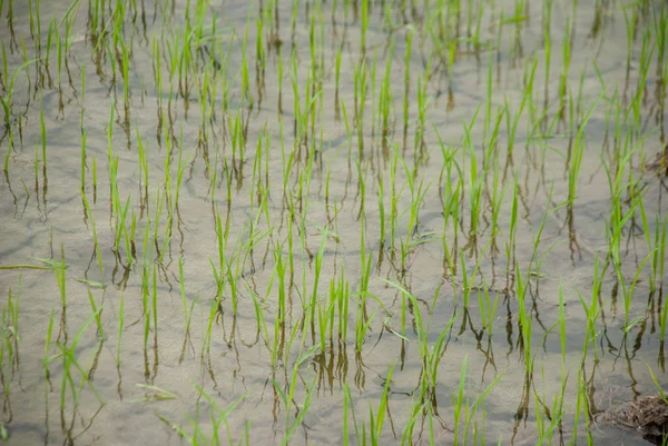 The rice farm and mud field in background — Stock Photo © ScofieldZa ...