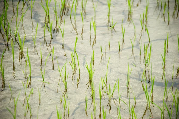 The rice farm and mud field in background — Stock Photo © ScofieldZa ...