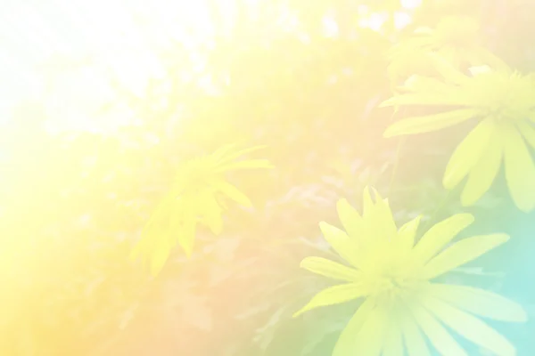 Light Color Flower Backgrounds