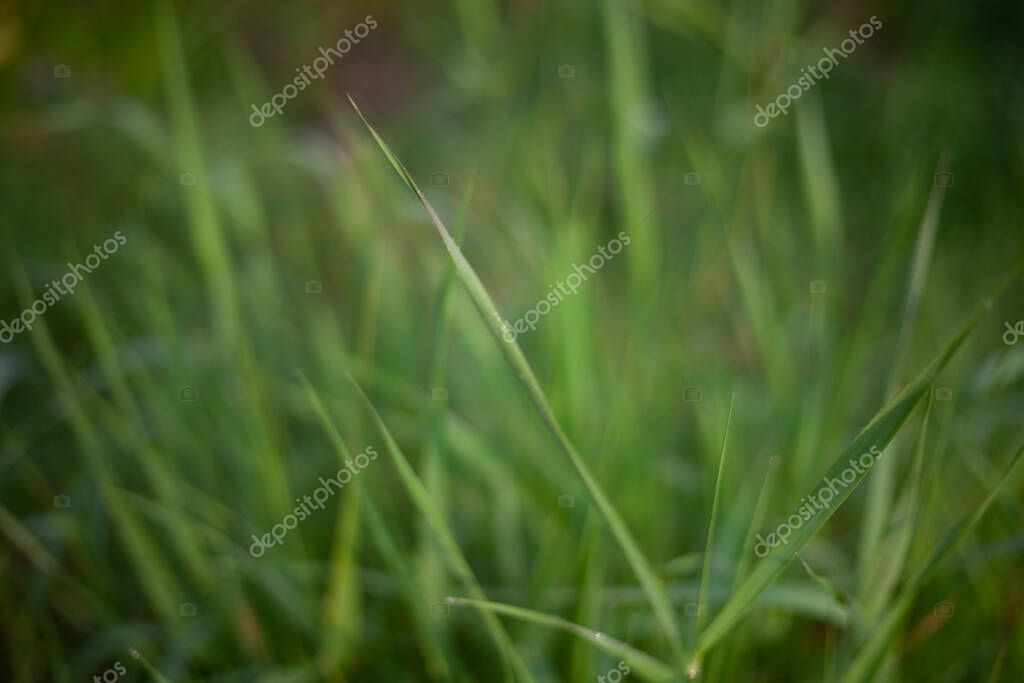 Fondo natural de las plantas. Belleza de la naturaleza. Colores ...