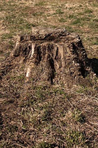 Tree subsidence Stock Photos, Royalty Free Tree subsidence Images ...