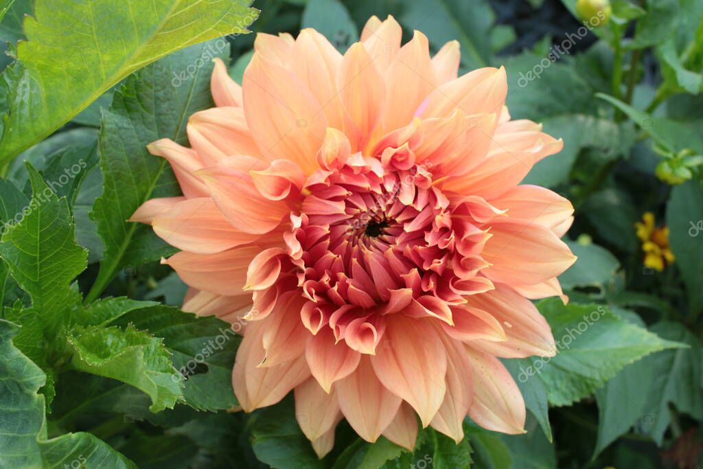 Vista de cerca de un hermoso color de albaricoque rosa dalia, la sola ...