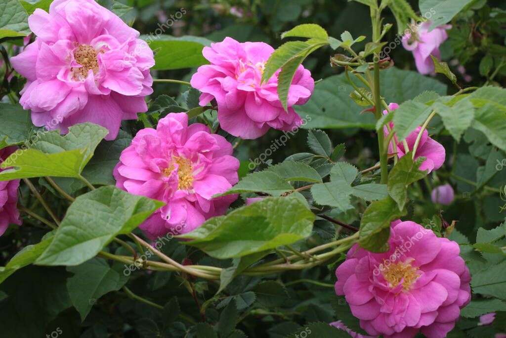 Primer plano de flores en rosal en blanco con centro amarillo y rosas ...