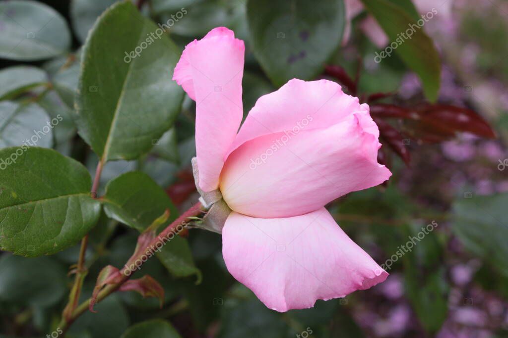 Primer plano de rosa rosa histórica hermosa sola cabeza de la flor con ...