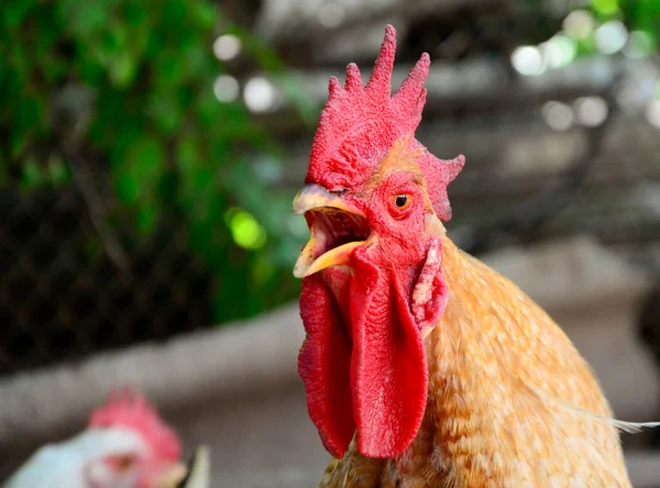 Rooster Stock Photo by ©gemenacom 37565453