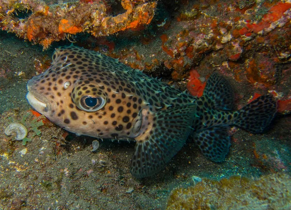 Porcupinefish (Diodon hystrix) - Stock Image - Everypixel