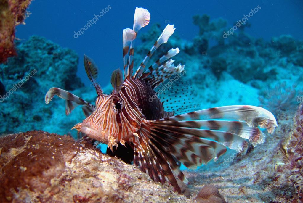 Black Lionfish