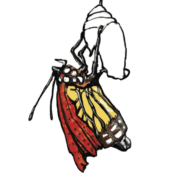 Chrysalis with green background — Stock Vector © lucvern #73413761