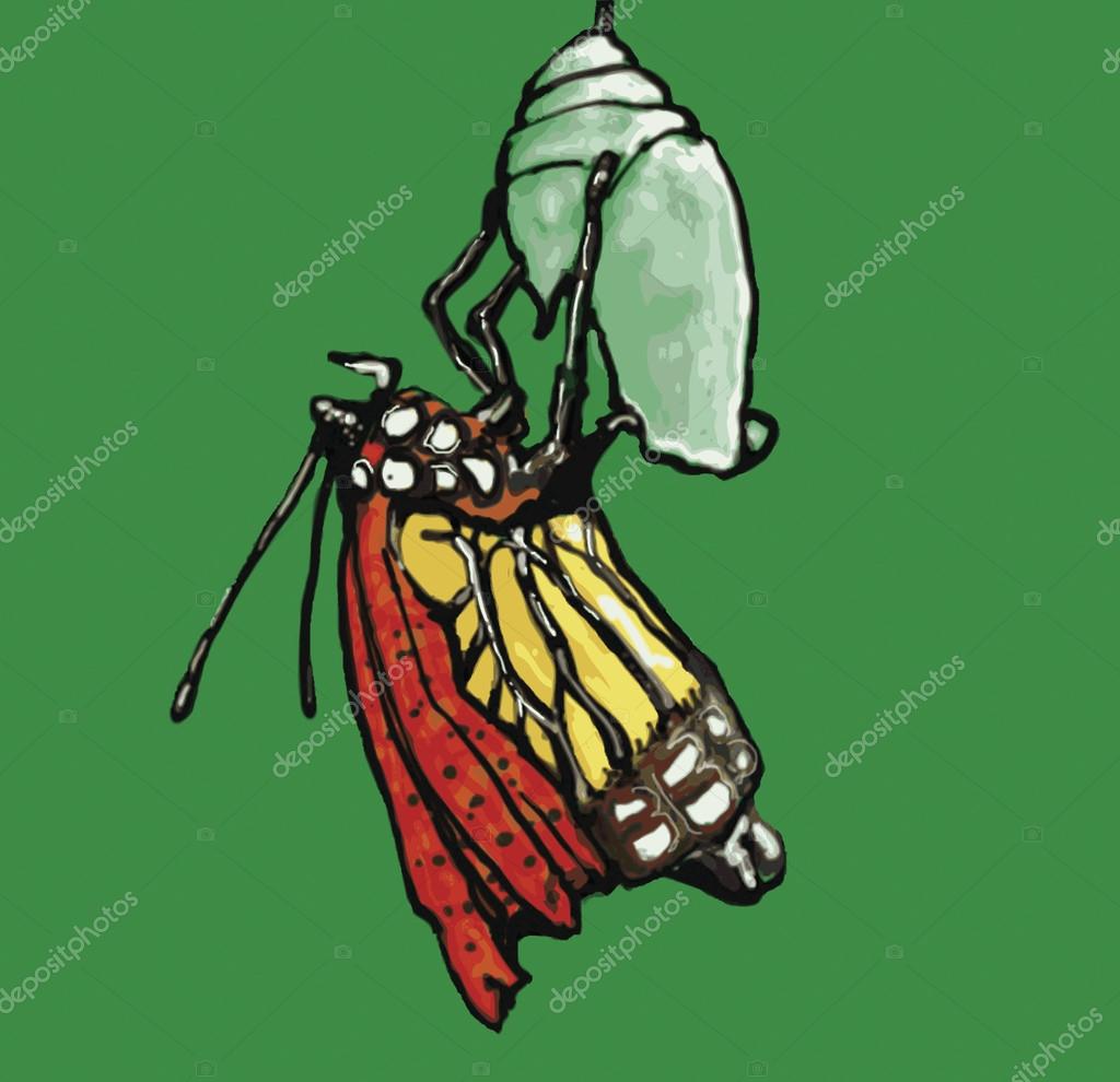 Chrysalis with green background — Stock Vector © lucvern #73413761