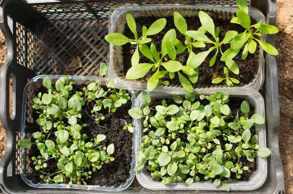 Gardening seedlings Stock Photos, Royalty Free Gardening seedlings ...