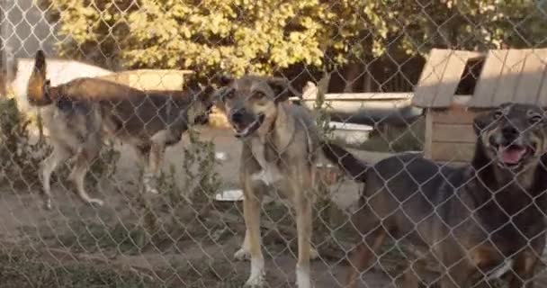 1,195 Chiens de sauvetage Videos, Royalty-free Stock Chiens de ...