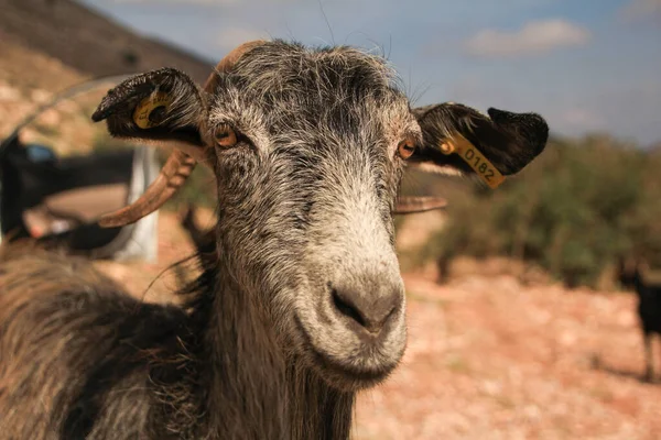 Israel goats Stock Photos, Royalty Free Israel goats Images | Depositphotos
