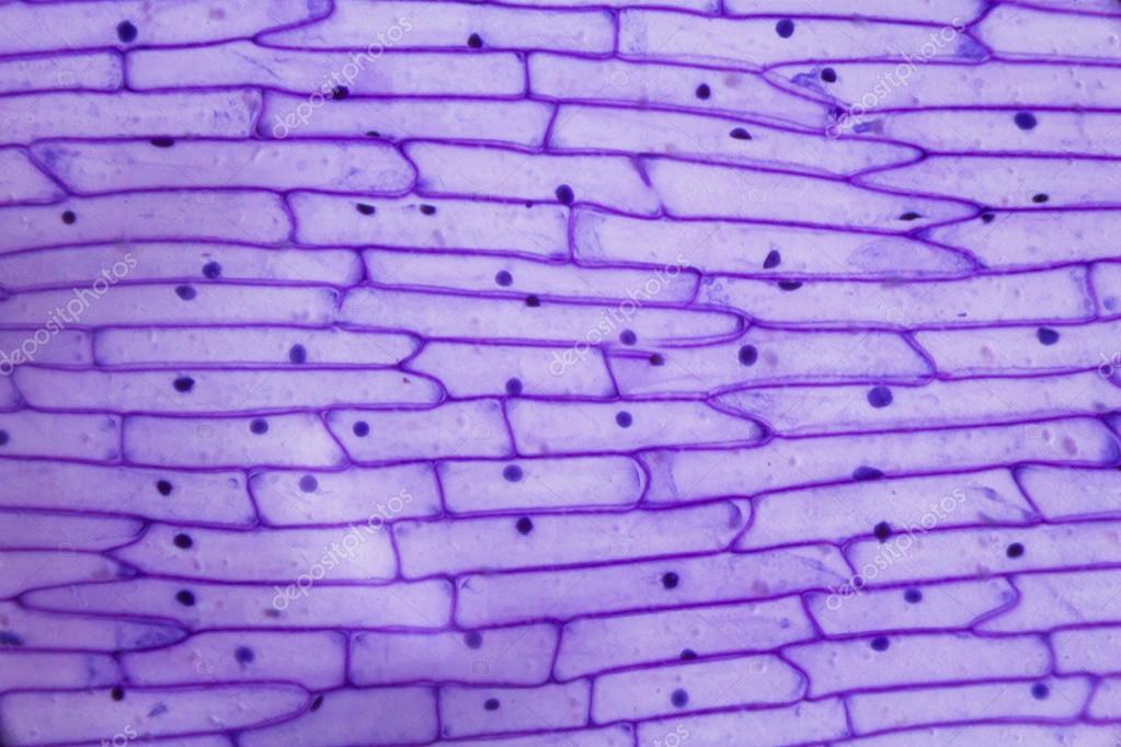 Pelure d'oignon violet au microscope — Photo de stock par ©wavemoviesmw ...
