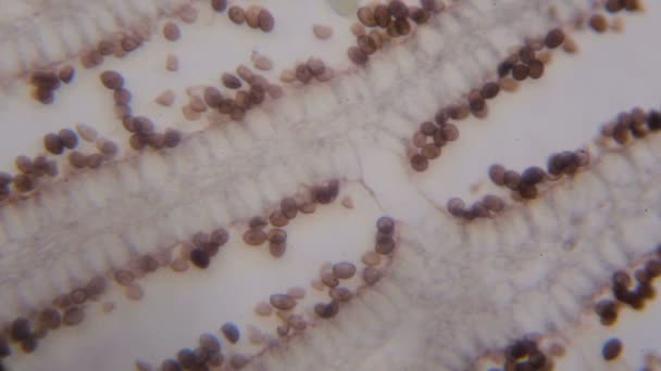 Agaricus Gill Microscope