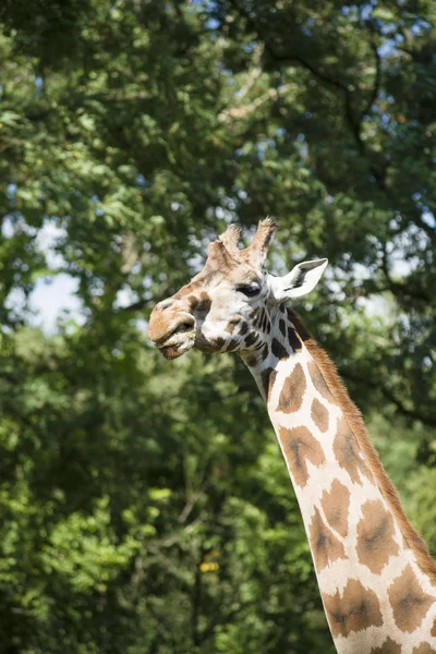 Giraffe facing forward | Head and neck of a giraffe facing forward ...