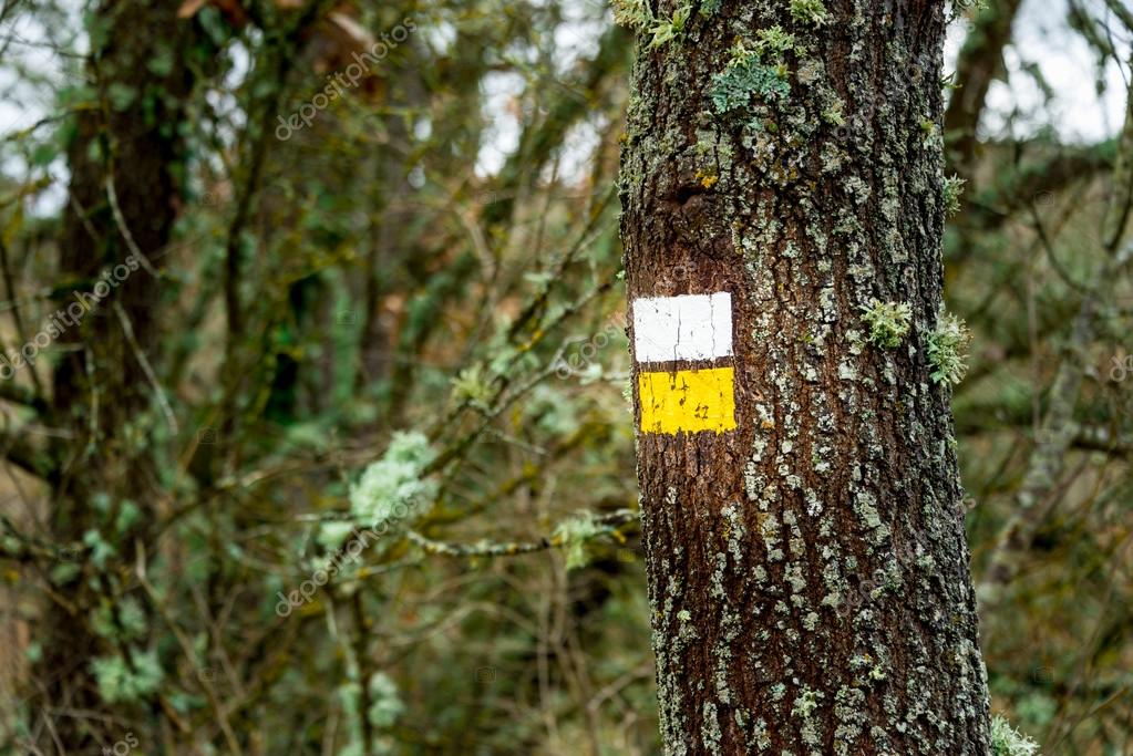 V as de se alizaci n II 2024