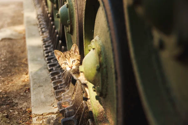 492 Cat in tank Stock Photos, Cat in tank Images | Depositphotos®