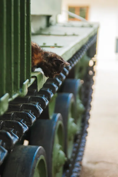 492 Cat in tank Stock Photos, Cat in tank Images | Depositphotos®