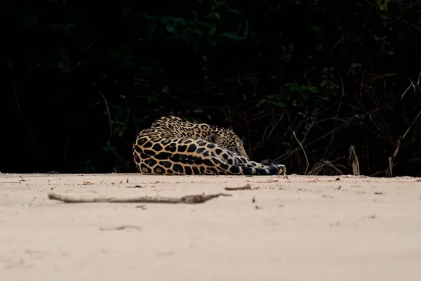 Jaguar, Panthera onca, es una gran especie de felino y el único miembro ...