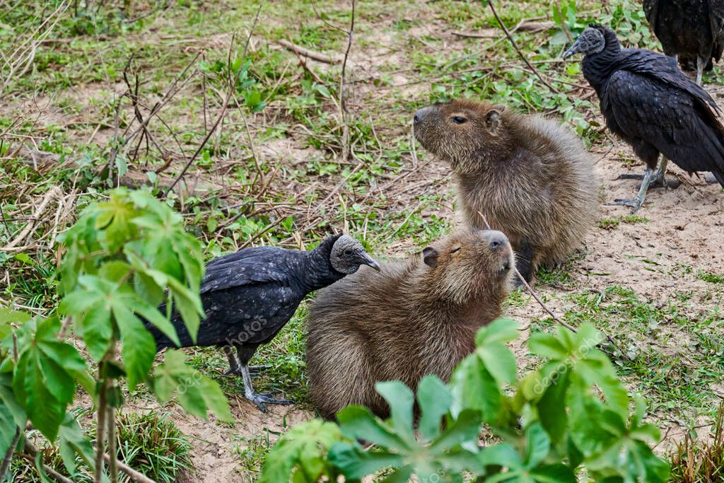 capibara y buitre negro, Hydrochoerus hydrochaeris, el roedor vivo más ...