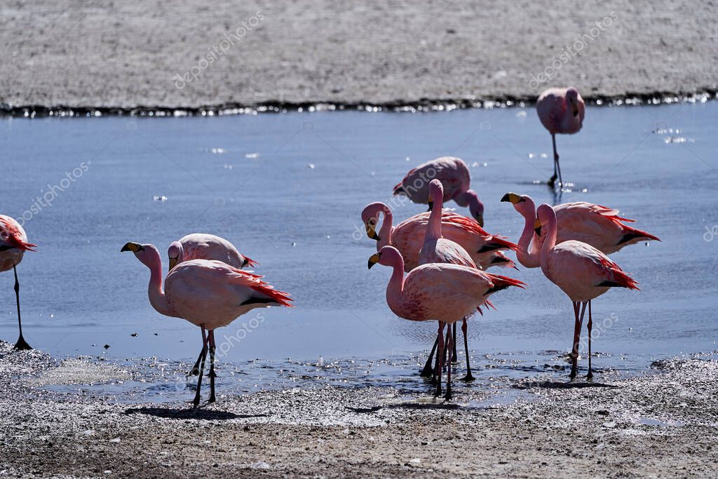 Flamenco andino, Phoenicoparrus andinus, en una de las lagunas a lo ...