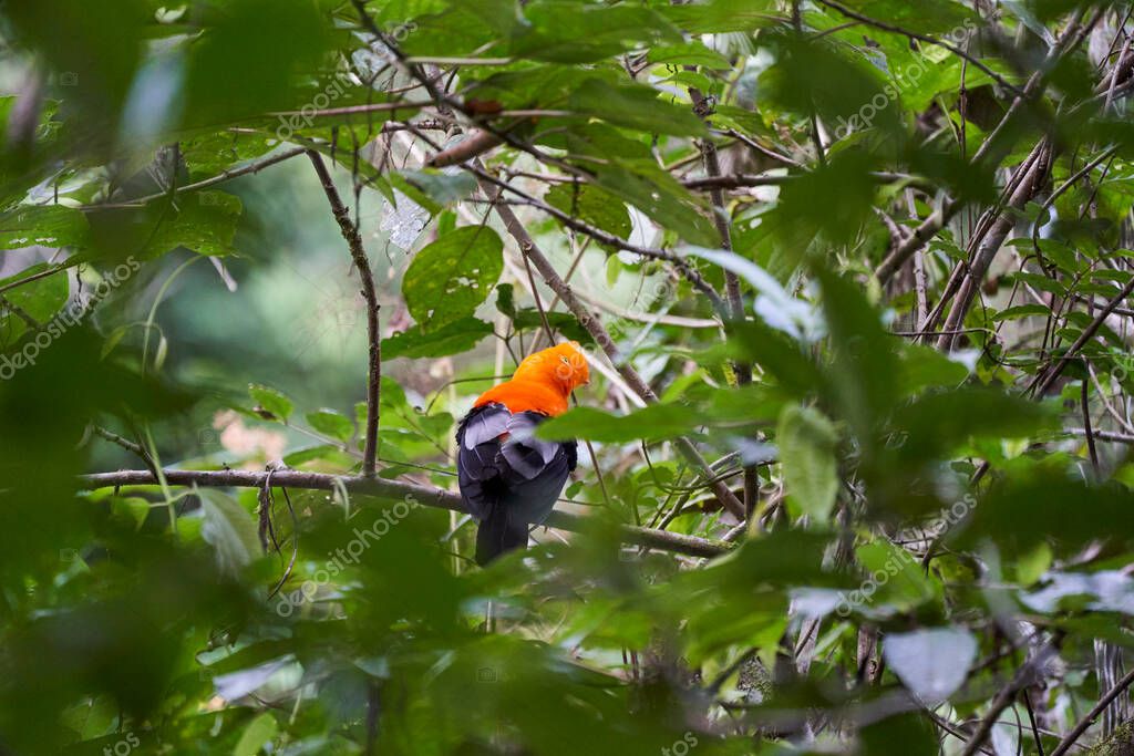 macho gallo andino de la roca, Rupicola peruvianus, también tunki, es ...