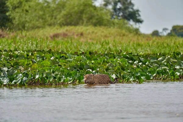 Jaguar, Panthera onca, es una gran especie de felino y el único miembro ...