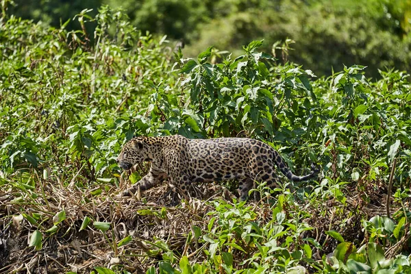Jaguar, Panthera onca, es una gran especie de felino y el único miembro ...