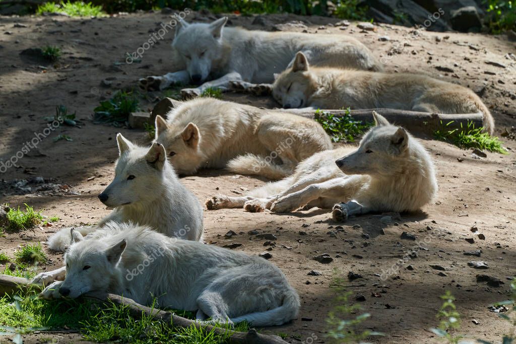 Lobo manada de lobos grandes y blancos Hudson Bay Wolf, vive en el rtico y en la costa noroeste ...
